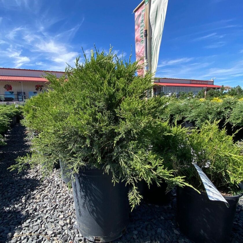 Sky Rocket Juniper – Blue Grass Nursery & Garden Centre: Calgary ...