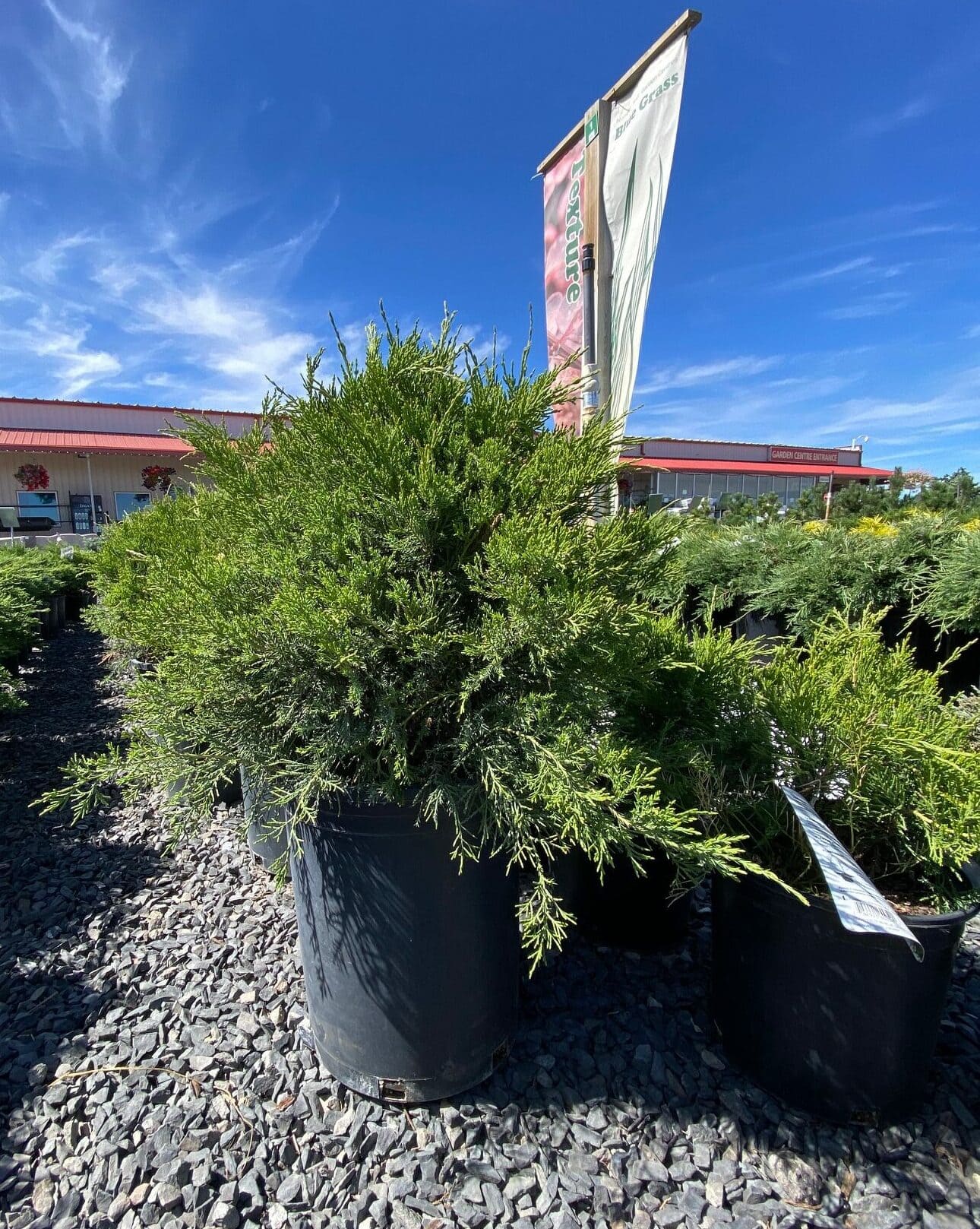 Mint Julep Juniper – Blue Grass Nursery & Garden Centre: Calgary ...