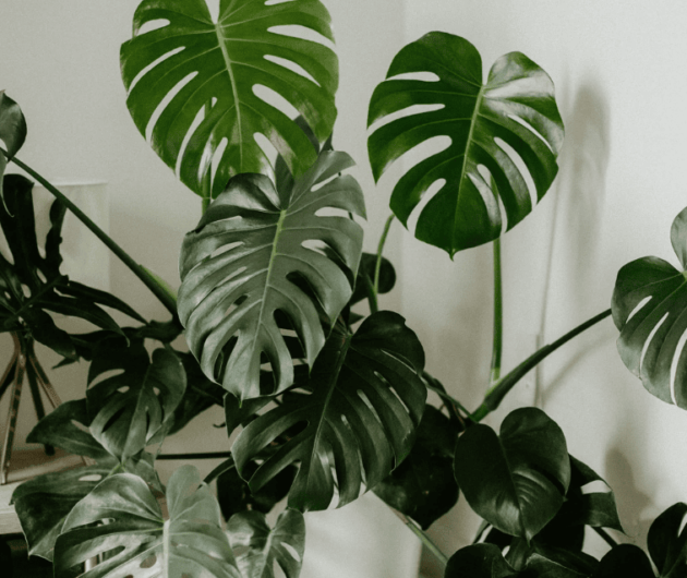 Monstera Madness – Calgary Location – Blue Grass Nursery & Garden ...