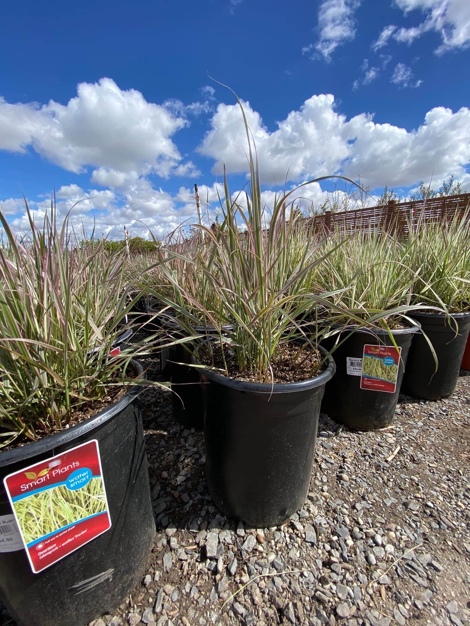 Overdam Feather Reed Grass – Blue Grass Nursery & Garden Centre ...