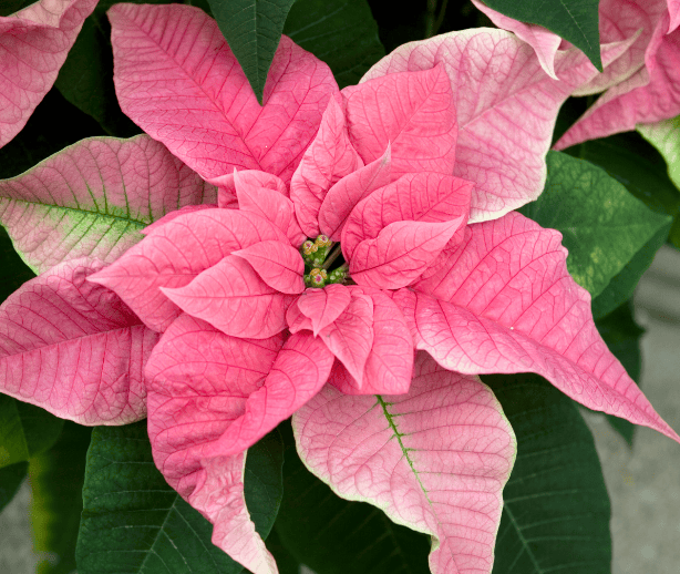 Poinsettia – Pink – Blue Grass Nursery & Garden Centre: Calgary ...