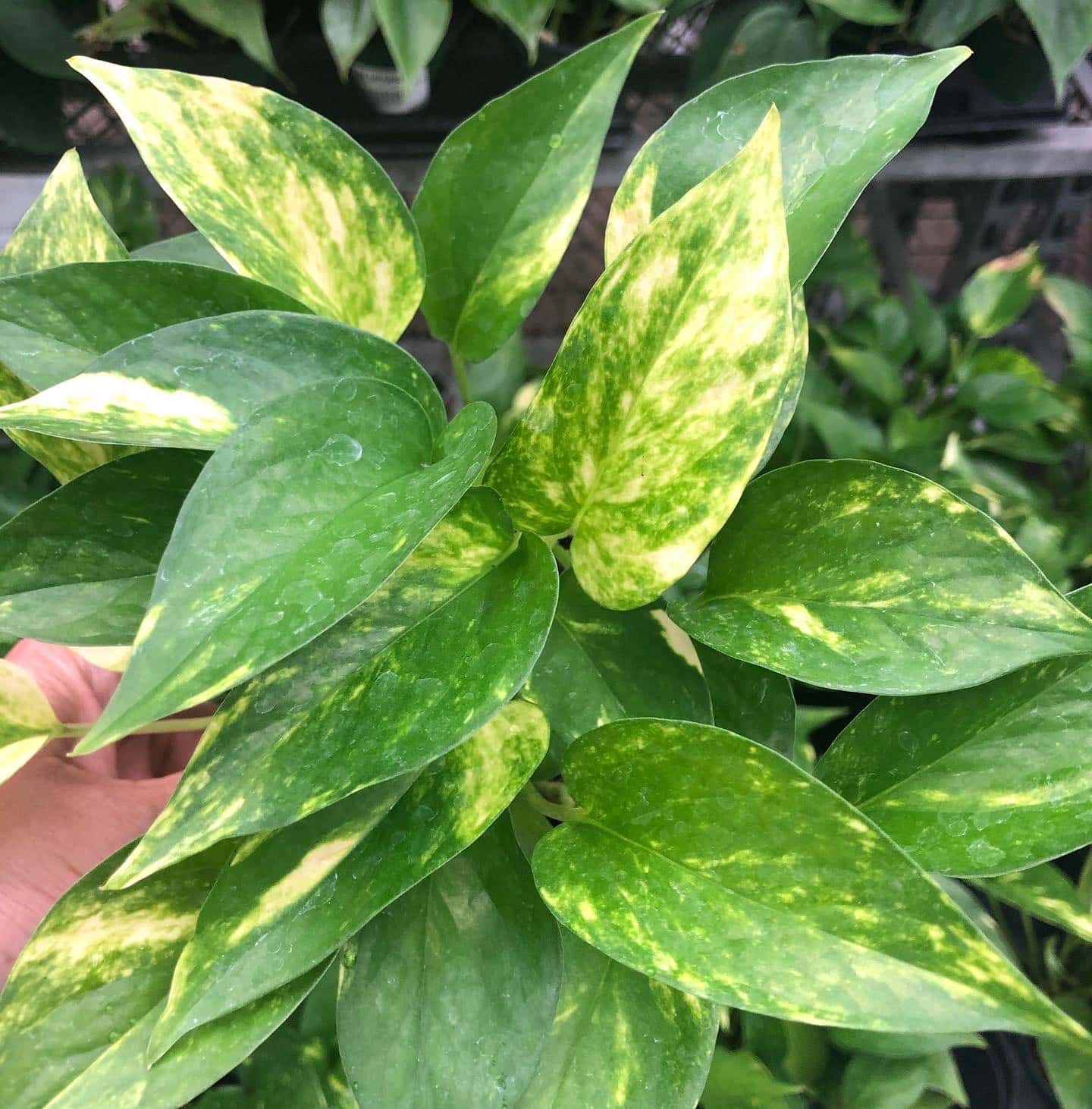 Golden Pothos 10″ Pot Special – Blue Grass Nursery & Garden Centre ...