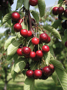 Romeo Cherry (Tree Form) – Blue Grass Nursery & Garden Centre: Calgary ...