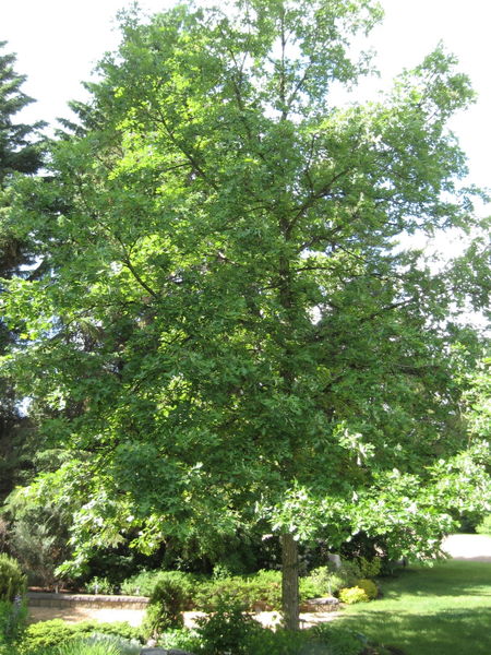 Bur Oak – Blue Grass Nursery & Garden Centre: Calgary, Edmonton & Red Deer