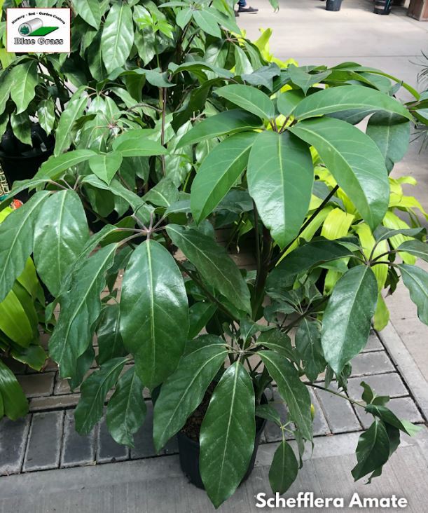 Schefflera Amate – Blue Grass Nursery & Garden Centre: Calgary, Edmonton & Red Deer