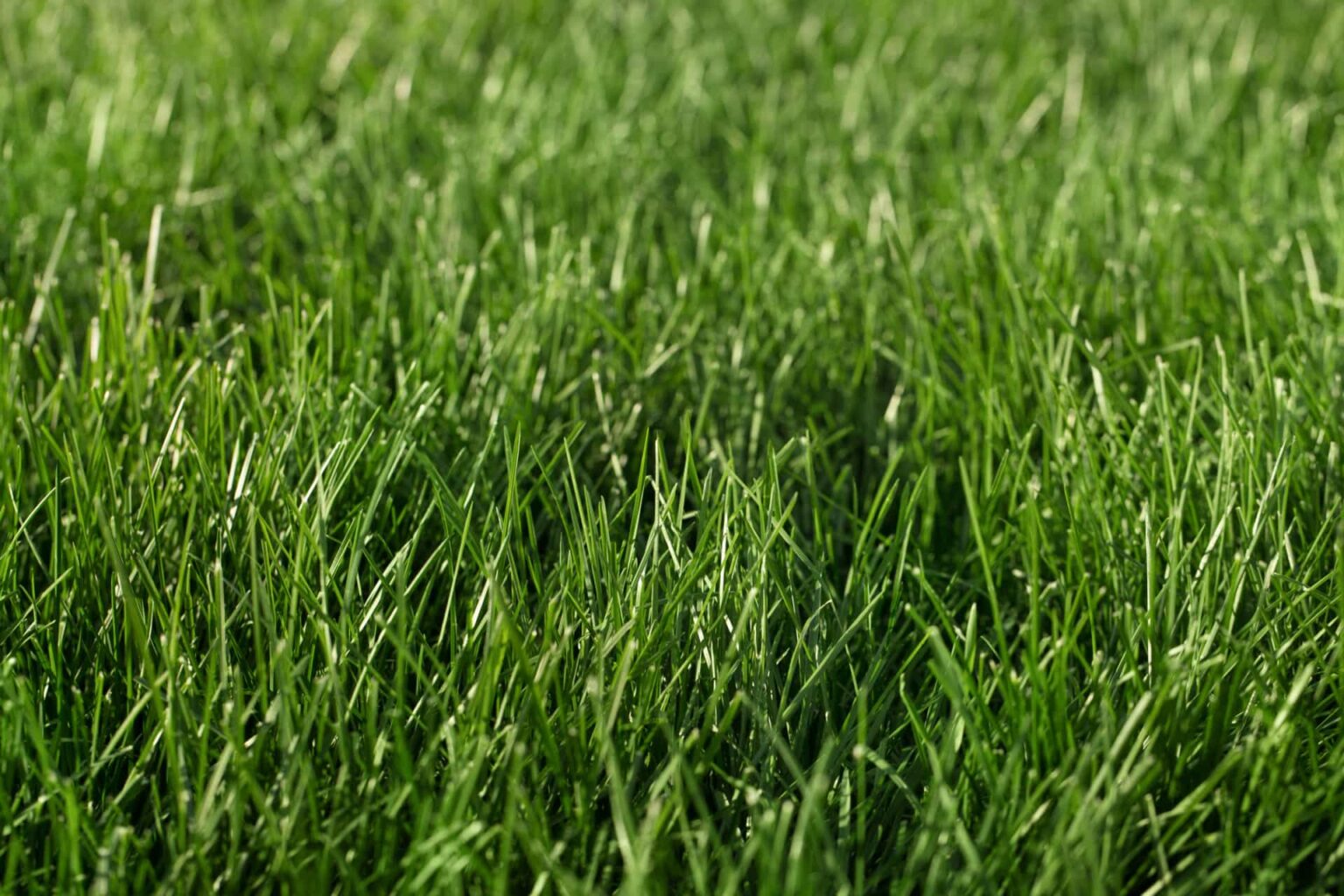 Premium Kentucky Blue Grass Sod – Blue Grass Nursery & Garden Centre ...