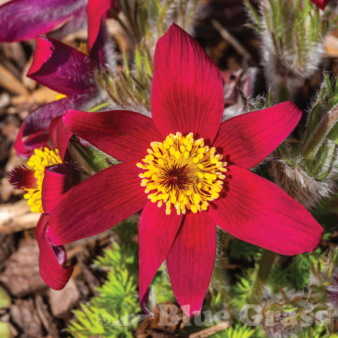 Red Pasque Flower – Blue Grass Nursery & Garden Centre: Calgary ...