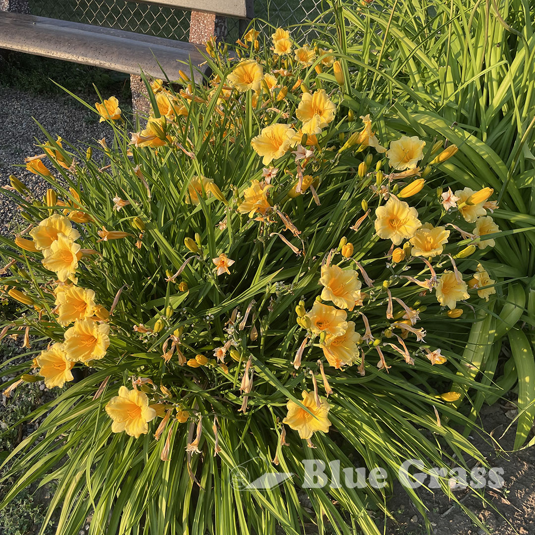 D’Oro Stella Daylily – Blue Grass Nursery & Garden Centre: Calgary ...