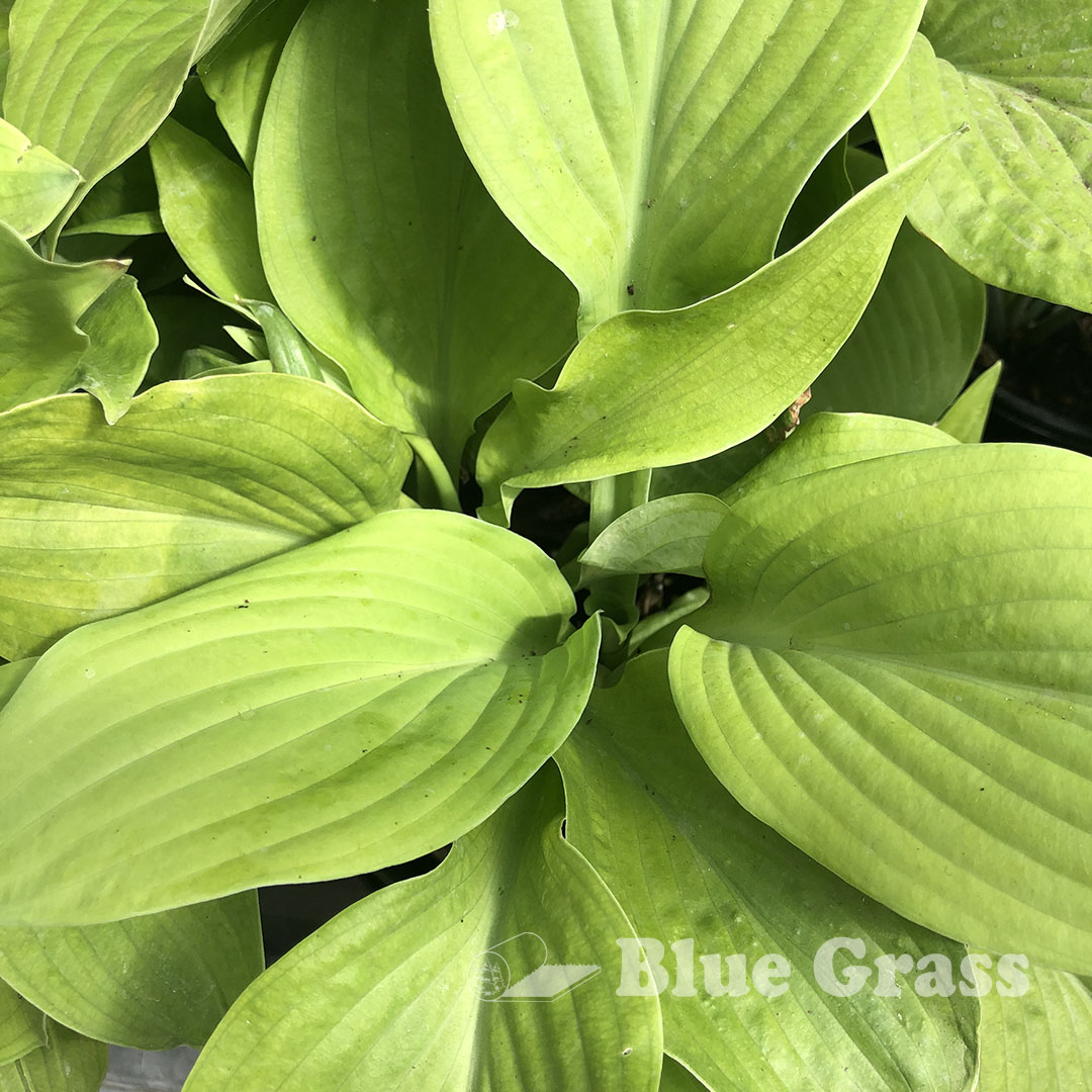 Sum & Substance Plantain Lily – Blue Grass Nursery & Garden Centre ...