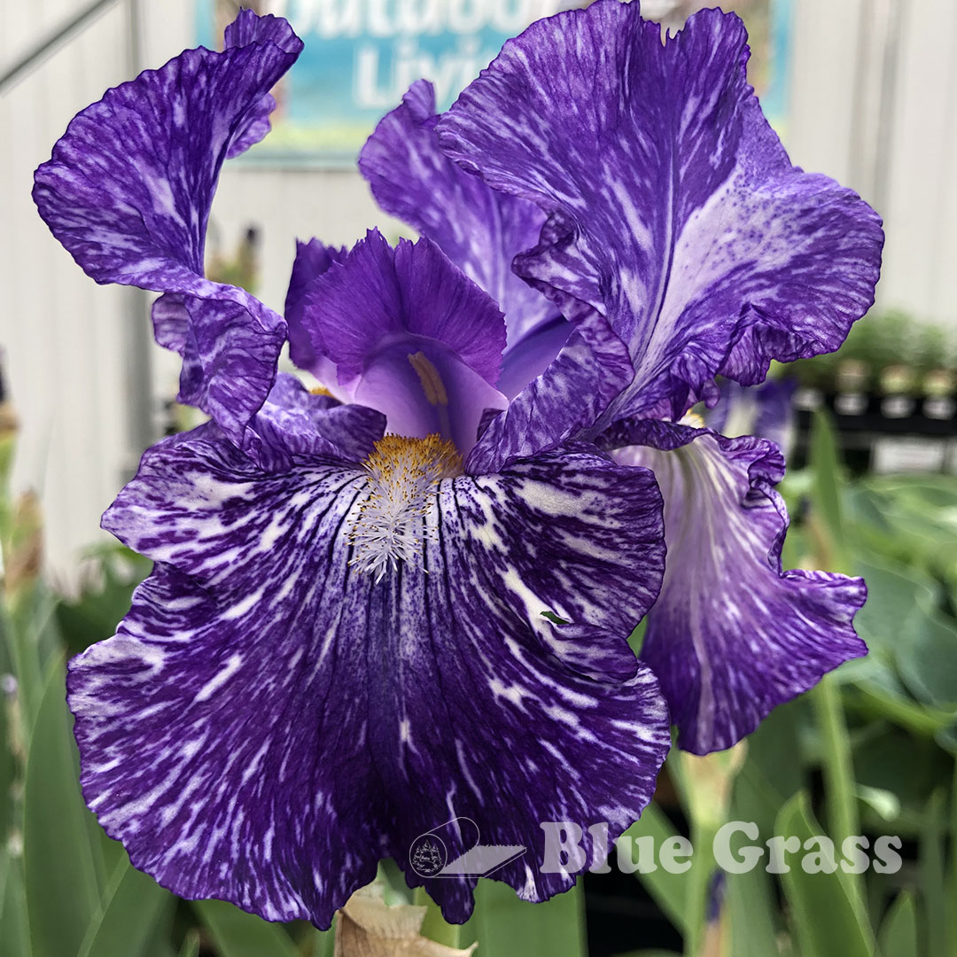 Bearded Batik Iris – Blue Grass Nursery & Garden Centre: Calgary ...