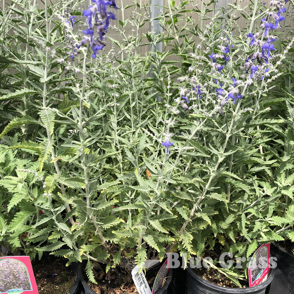 Crazy Blue Russian Sage – Blue Grass Nursery & Garden Centre: Calgary ...