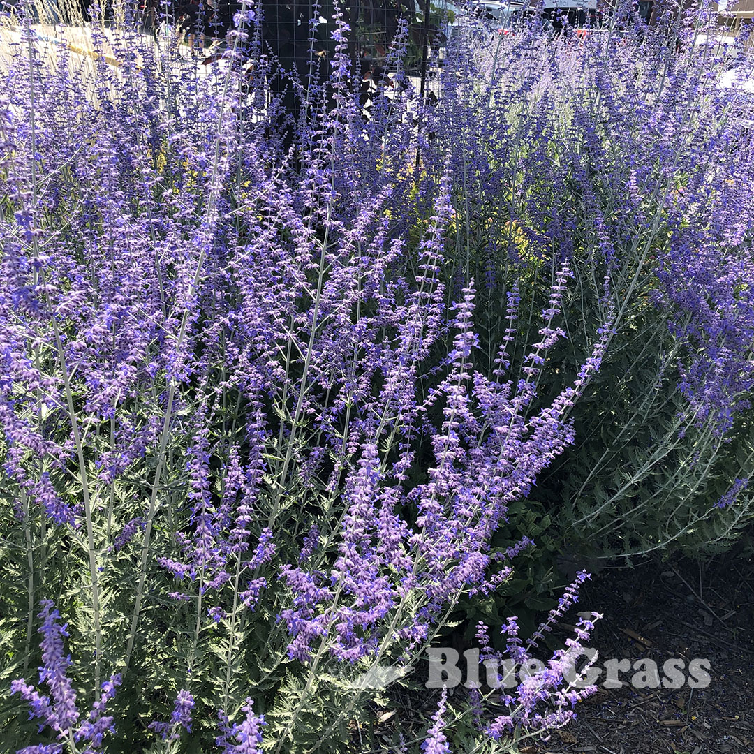 Common Russian Sage – Blue Grass Nursery & Garden Centre: Calgary ...
