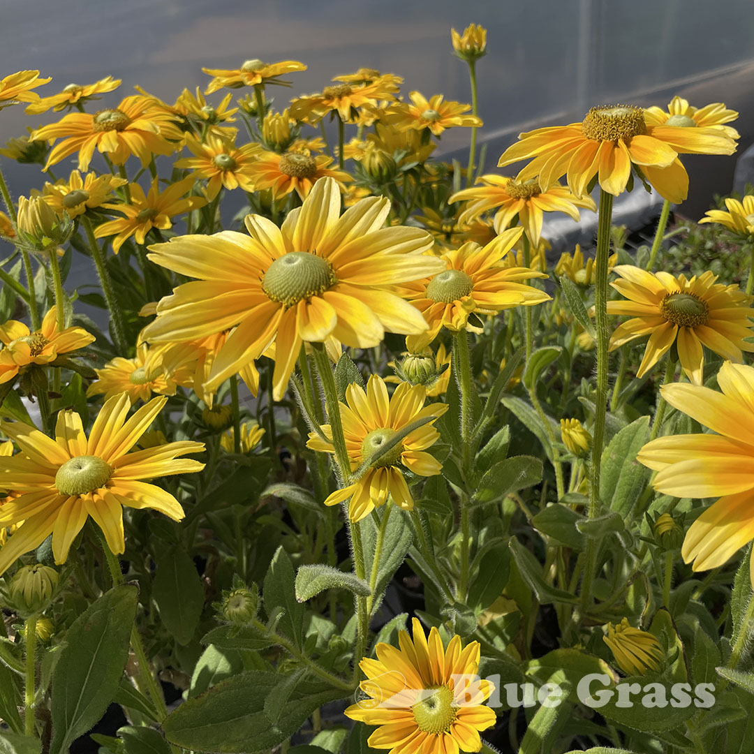 Prairie Sun Black-Eyed Susan – Blue Grass Nursery & Garden Centre ...