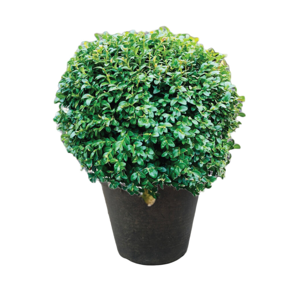 Trees & Shrubs – Blue Grass Nursery & Garden Centre: Calgary, Edmonton ...