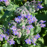 Borage Herb West Coast Seeds – Blue Grass Nursery & Garden Centre ...