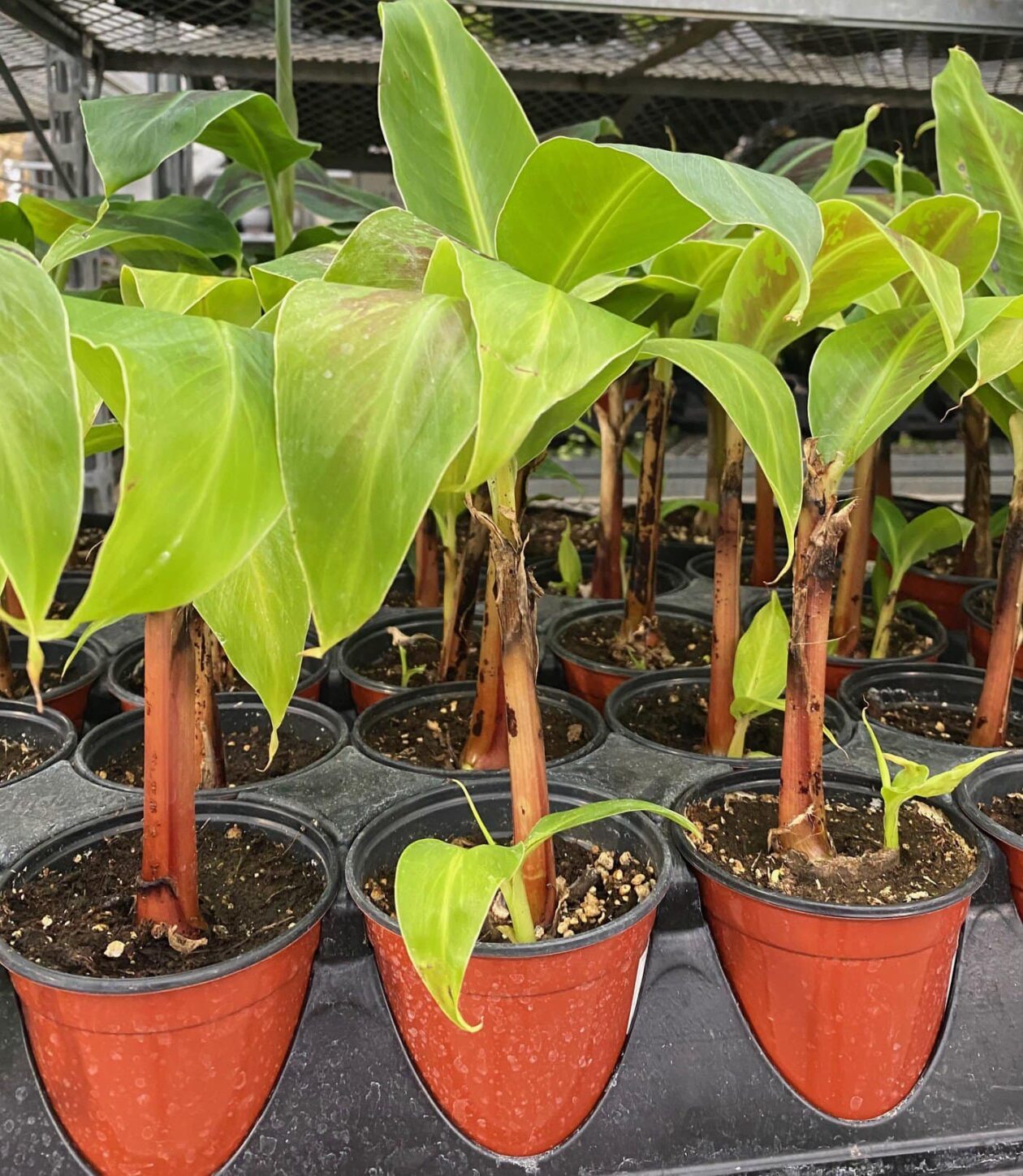Banana Plant – Blue Grass Nursery & Garden Centre: Calgary, Edmonton ...