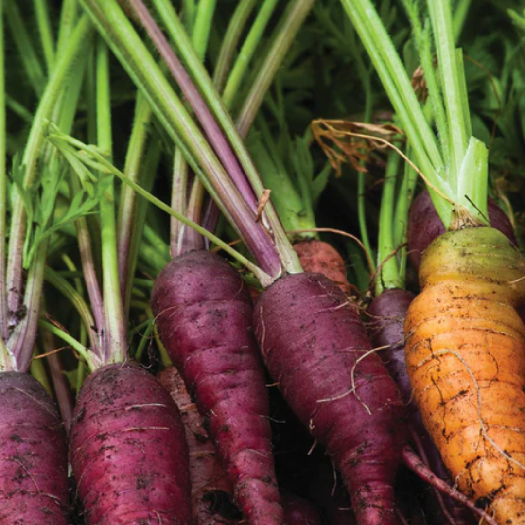Cosmic Purple Carrot West Coast Seeds – Blue Grass Nursery & Garden ...