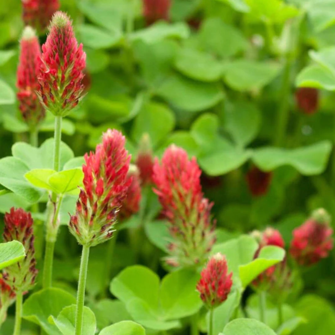 Crimson Clover Cover Crop Seeds – Blue Grass Nursery & Garden Centre ...
