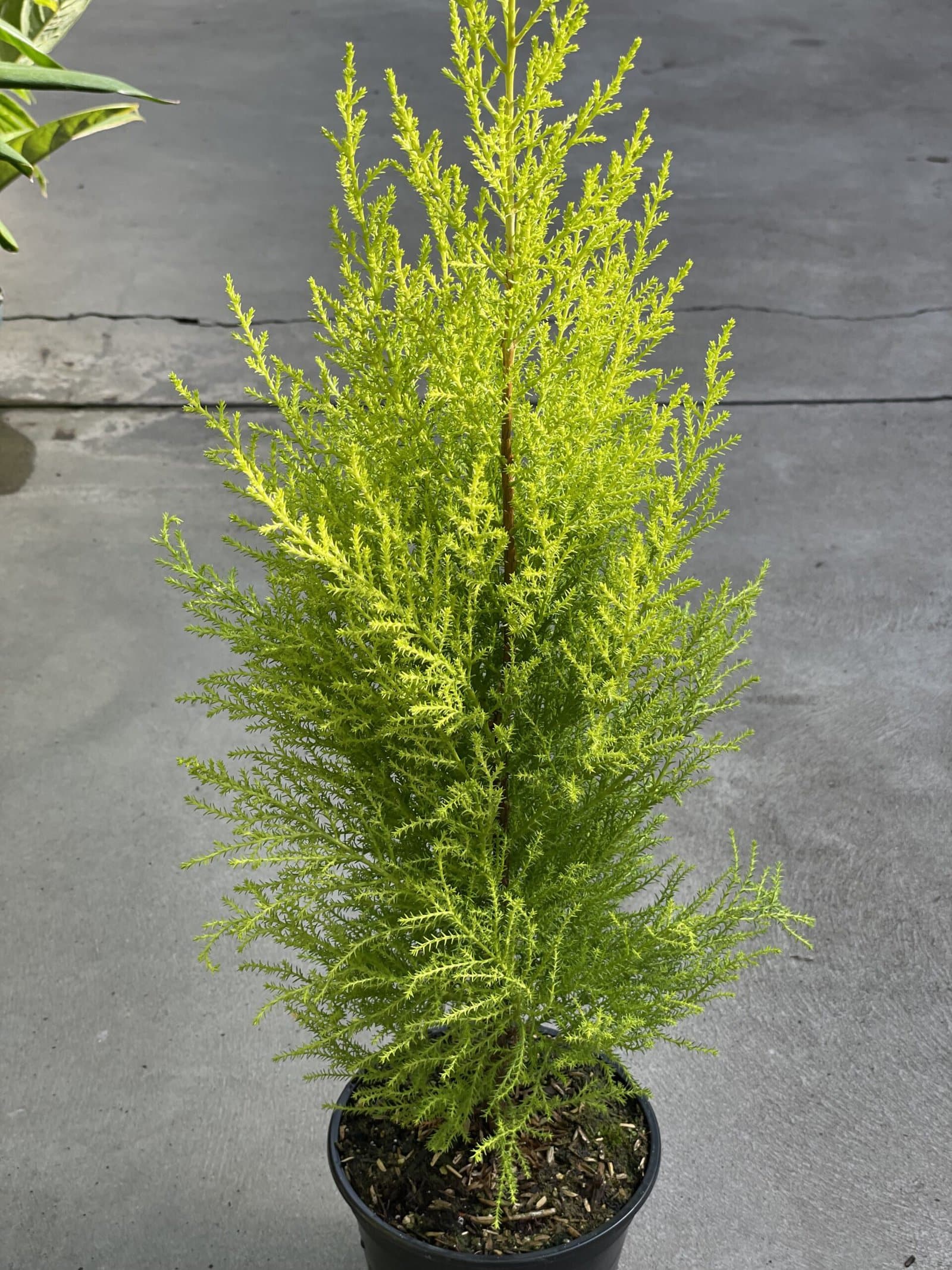 Lemon Cypress – Blue Grass Nursery & Garden Centre: Calgary, Edmonton ...