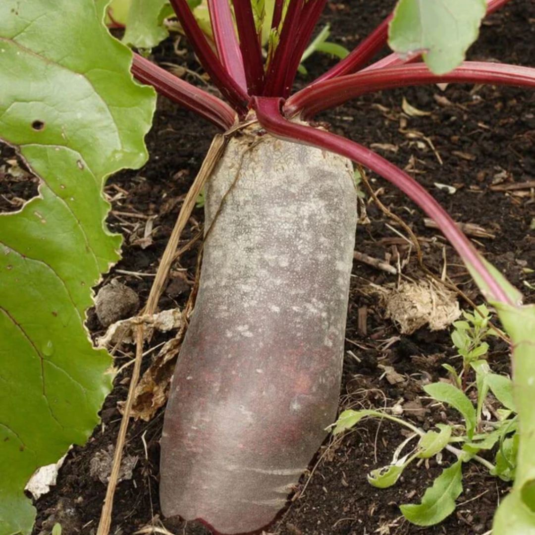 Cylindra Beet West Coast Seeds – Blue Grass Nursery & Garden Centre ...