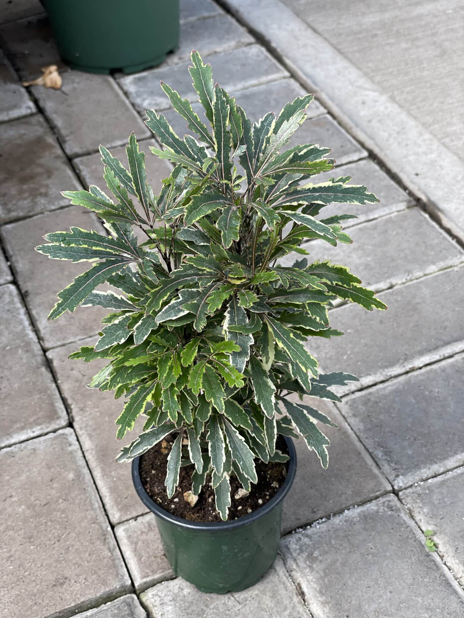 Dizygotheca False Aralia – Blue Grass Nursery & Garden Centre: Calgary ...