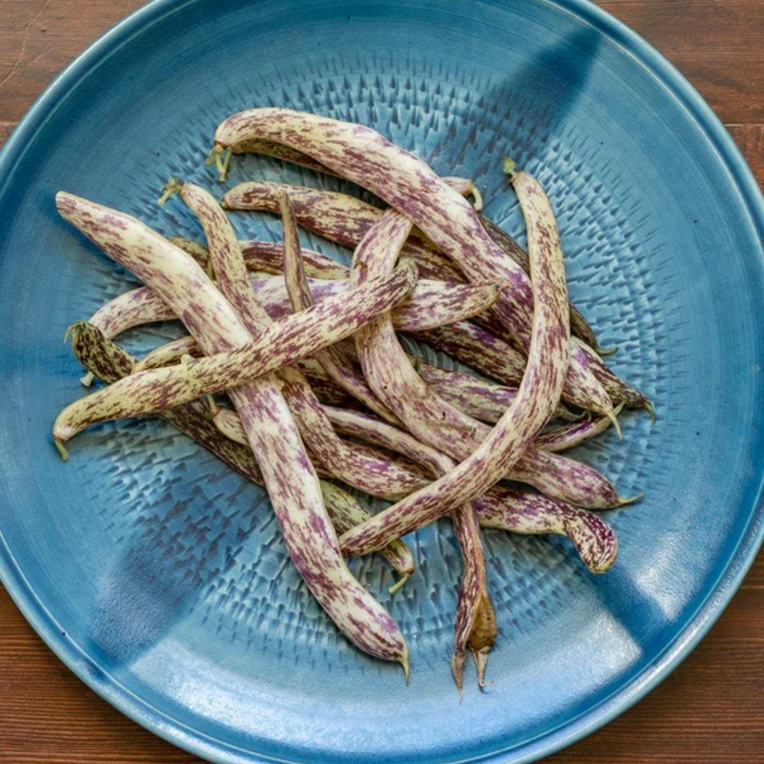 Dragon Tongue Bush Bean West Coast Seeds – Blue Grass Nursery & Garden ...