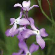 Evening Scented Stocks West Coast Seeds – Blue Grass Nursery & Garden ...