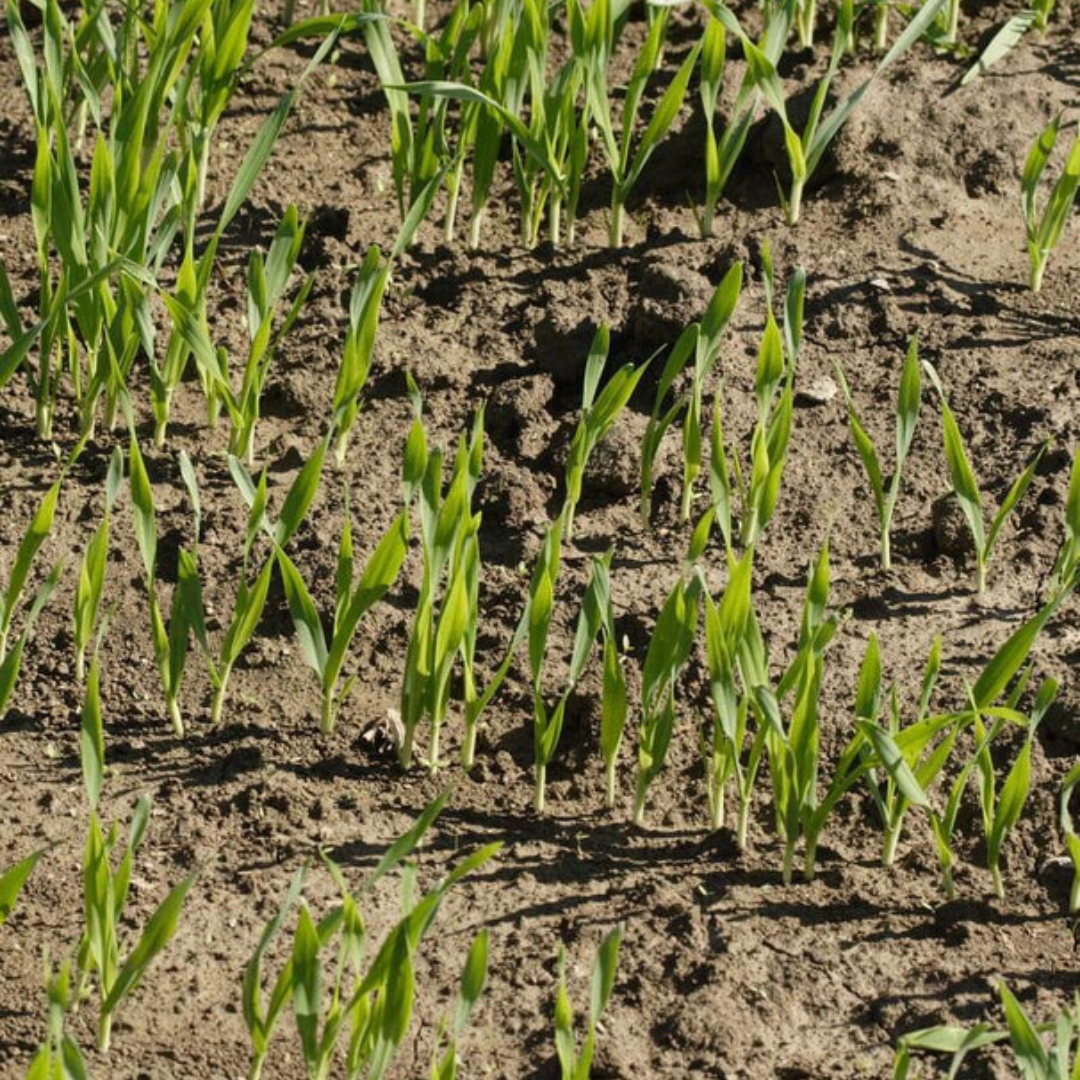 Fall Rye Cover Crop Seeds – Blue Grass Nursery & Garden Centre: Calgary ...