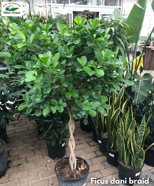 Ficus Danielle – Braid – Blue Grass Nursery & Garden Centre: Calgary ...
