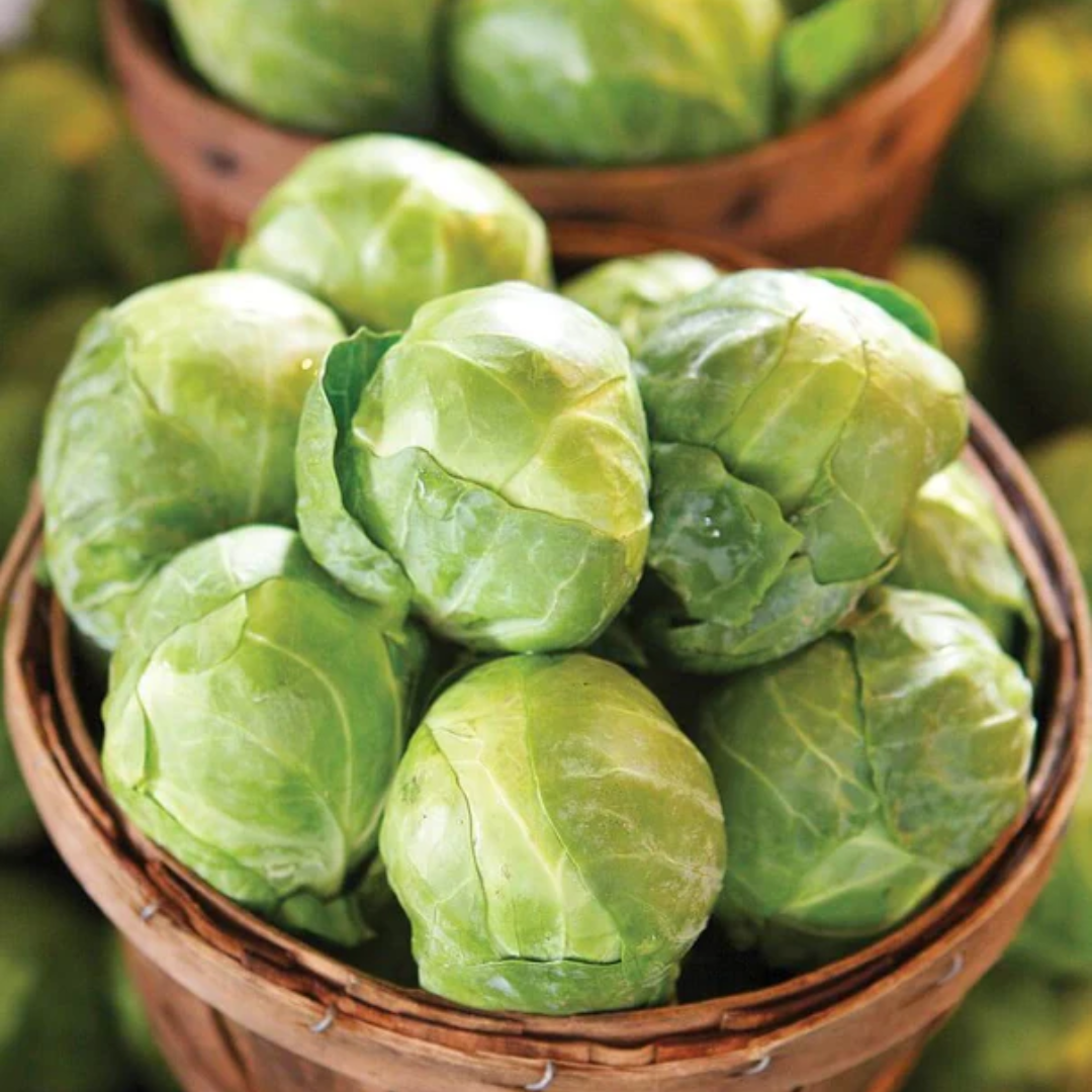 Gustus Brussel Sprouts F1 West Coast Seeds – Blue Grass Nursery ...