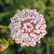 Lace Pink Didiscus Flower West Coast Seeds – Blue Grass Nursery ...