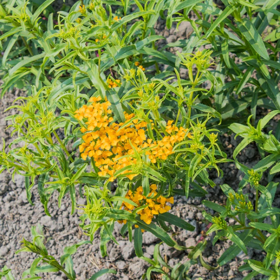 Mexican Tarragon Organic West Coast Seeds – Blue Grass Nursery & Garden ...