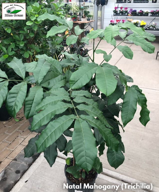Natal Mahogany(Trichilia) – Blue Grass Nursery & Garden Centre: Calgary ...
