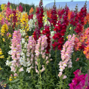 Rainbow Mix Snapdragon West Coast Seeds – Blue Grass Nursery & Garden ...