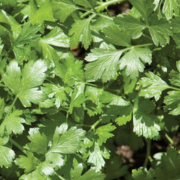 Santo Monogerm Cilantro West Coast Seeds – Blue Grass Nursery & Garden ...