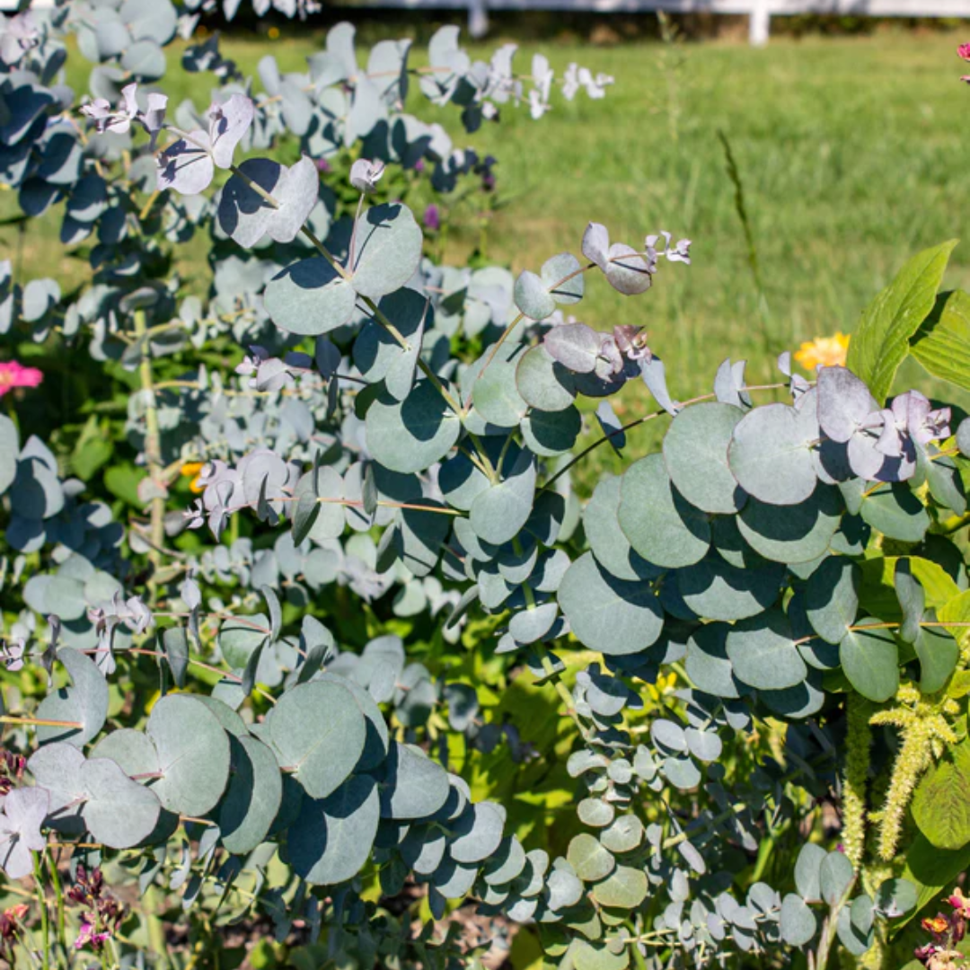 Silver Dollar Tree Eucalyptus West Coast Seeds – Blue Grass Nursery ...