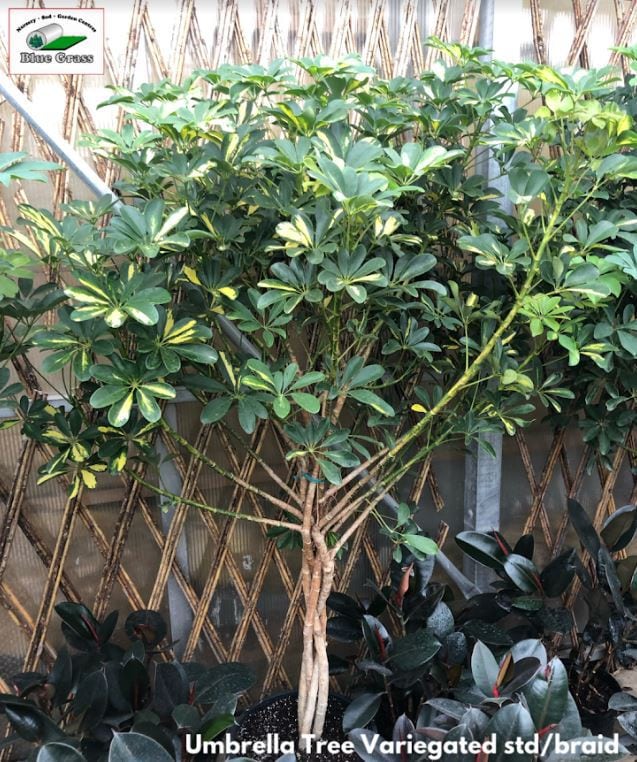 Schefflera Umbrella Tree Variegated std – Blue Grass Nursery & Garden ...