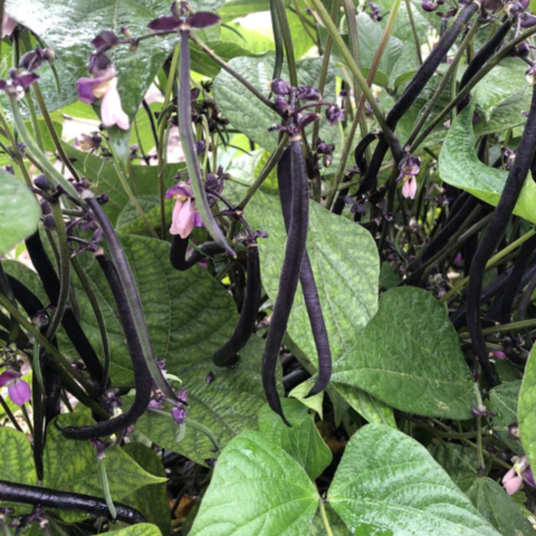 Velour Bean West Coast Seeds – Blue Grass Nursery & Garden Centre ...