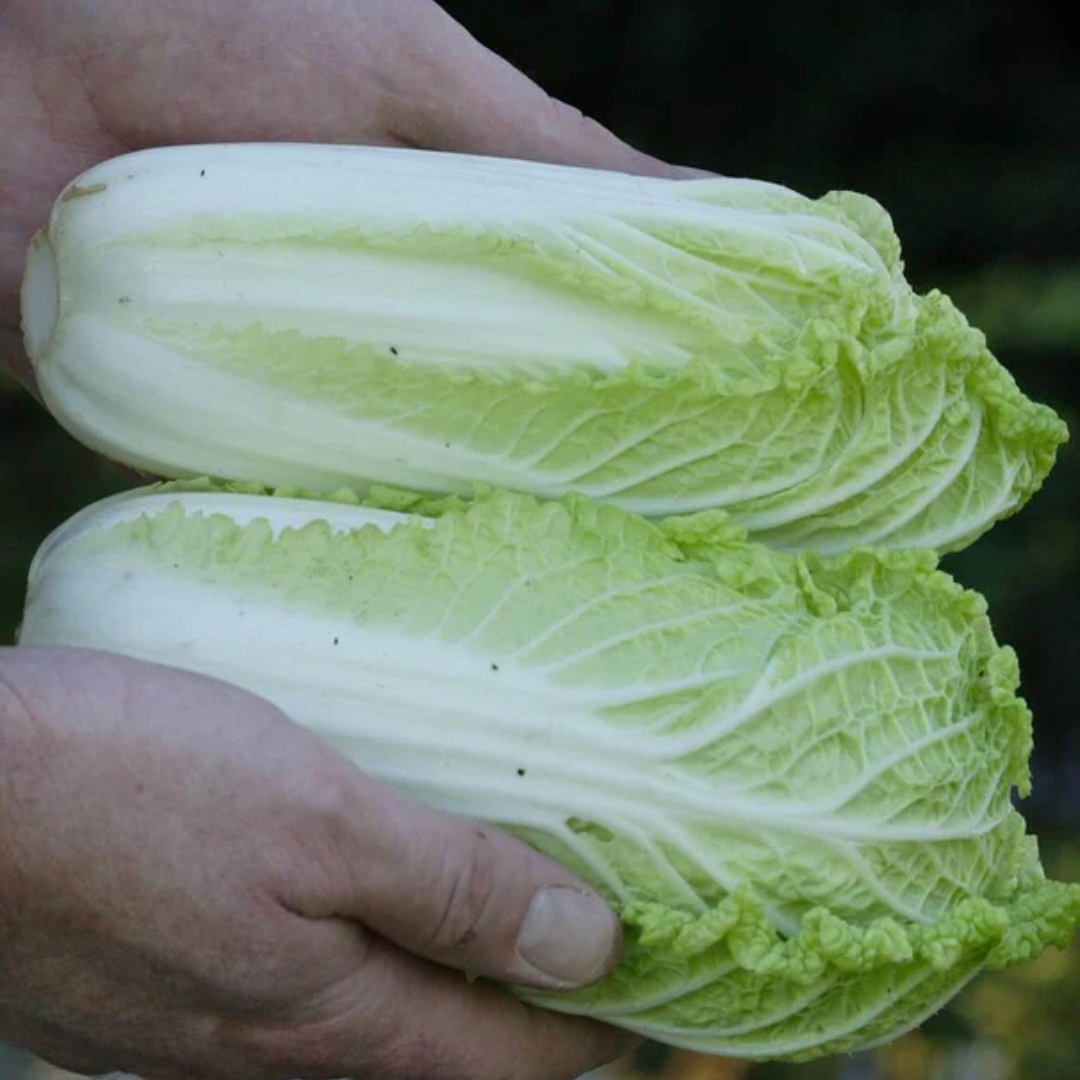 Wa Wa Sai F1 Cabbage West Coast Seeds – Blue Grass Nursery & Garden ...