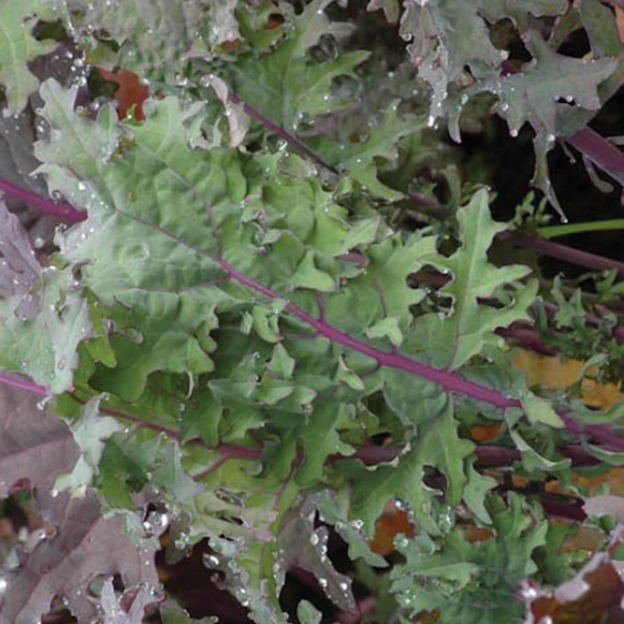 Winter Red Organic Kale West Coast Seeds – Blue Grass Nursery & Garden ...