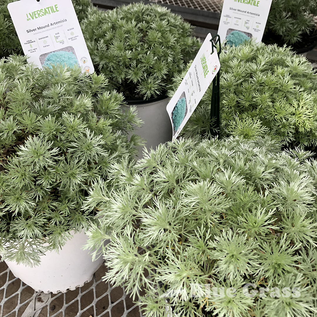 Silver Mound Sage – Blue Grass Nursery & Garden Centre: Calgary ...