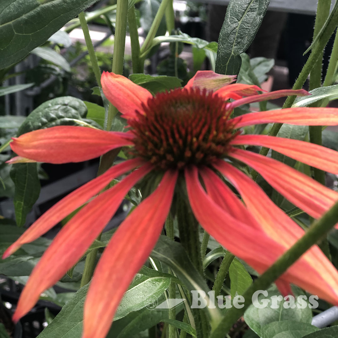 Cheyenne Spirit Coneflower – Blue Grass Nursery & Garden Centre ...