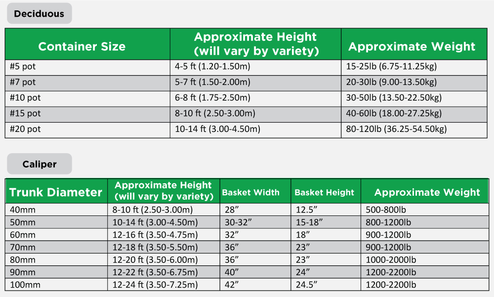 Black Hawk Mountain Ash – Blue Grass Nursery & Garden Centre: Calgary ...