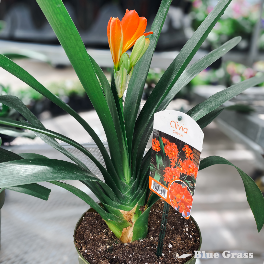 Clivia Orange 6 inch Pot – Blue Grass Nursery & Garden Centre: Calgary, Edmonton & Red Deer