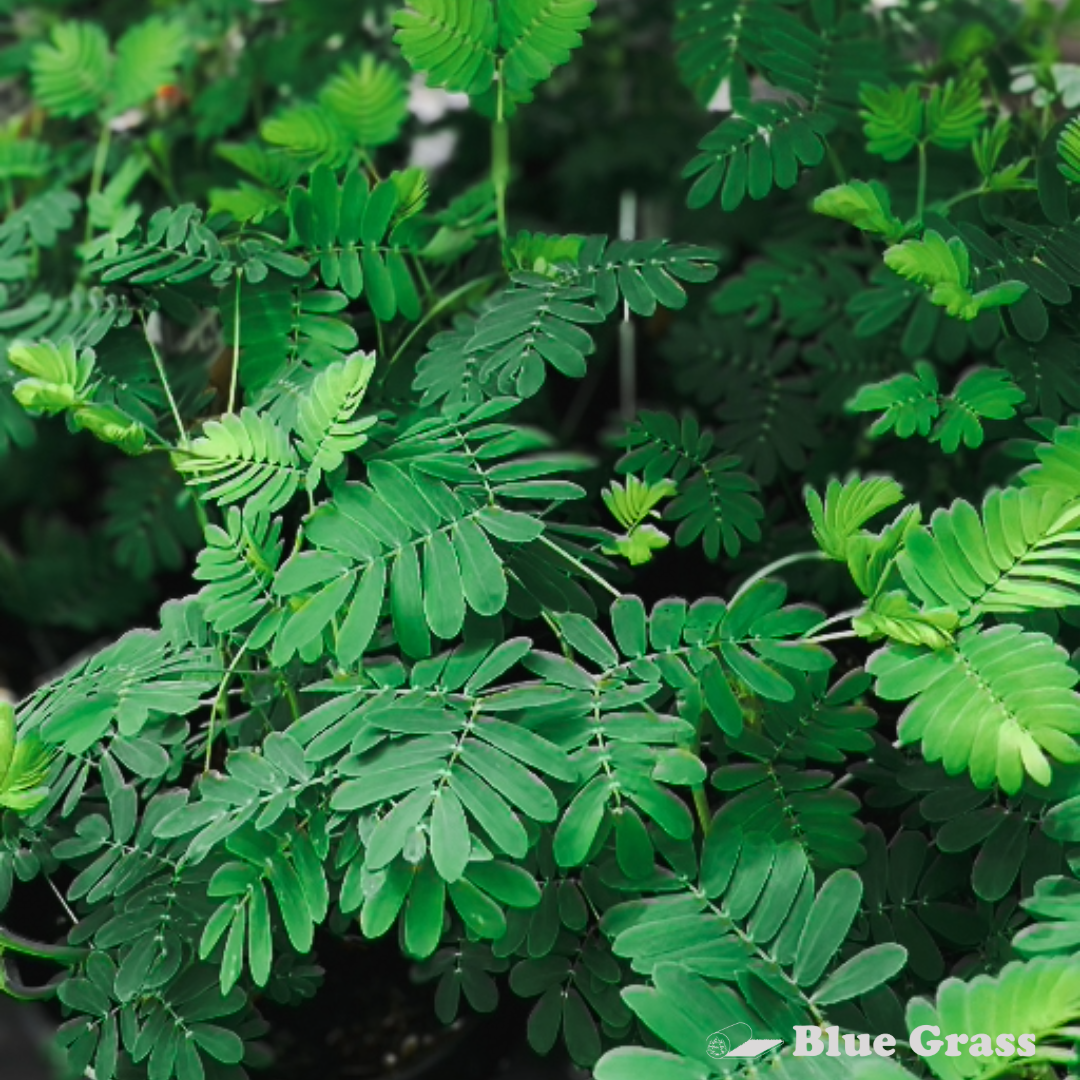 Mimosa Pudica Sensitive Plant 4 inch Pot – Blue Grass Nursery & Garden ...