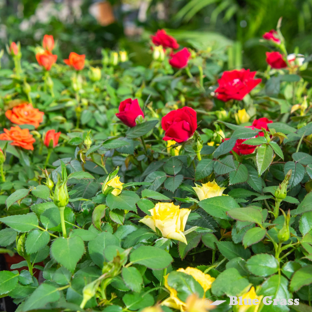 Rosa SSP-Mini Indoor Rose 4 inch Pot – Blue Grass Nursery & Garden ...