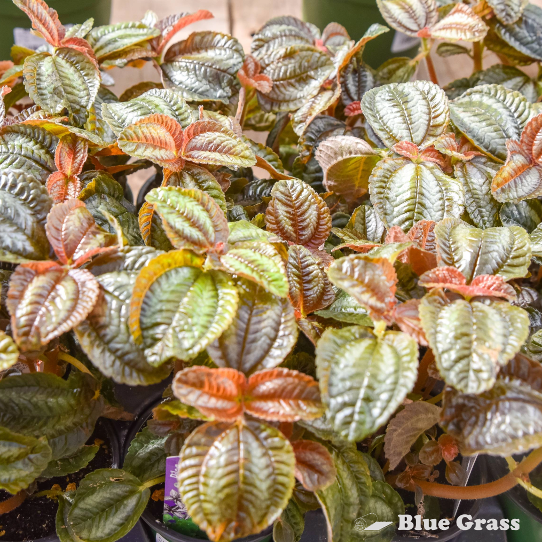 Pilea Aluminium Plant