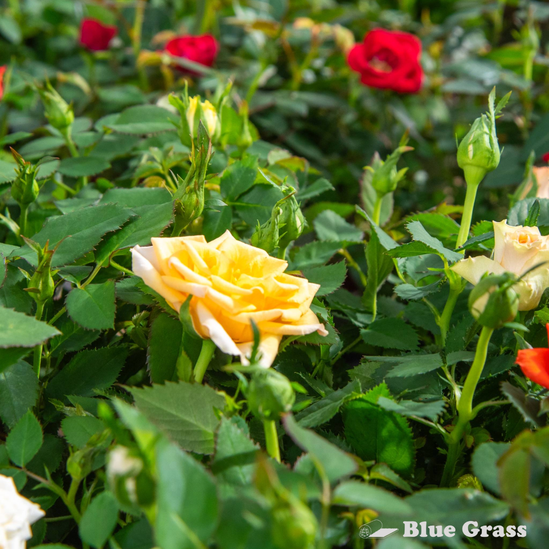 Rosa SSP-Mini Indoor Rose 4 inch Pot – Blue Grass Nursery & Garden ...
