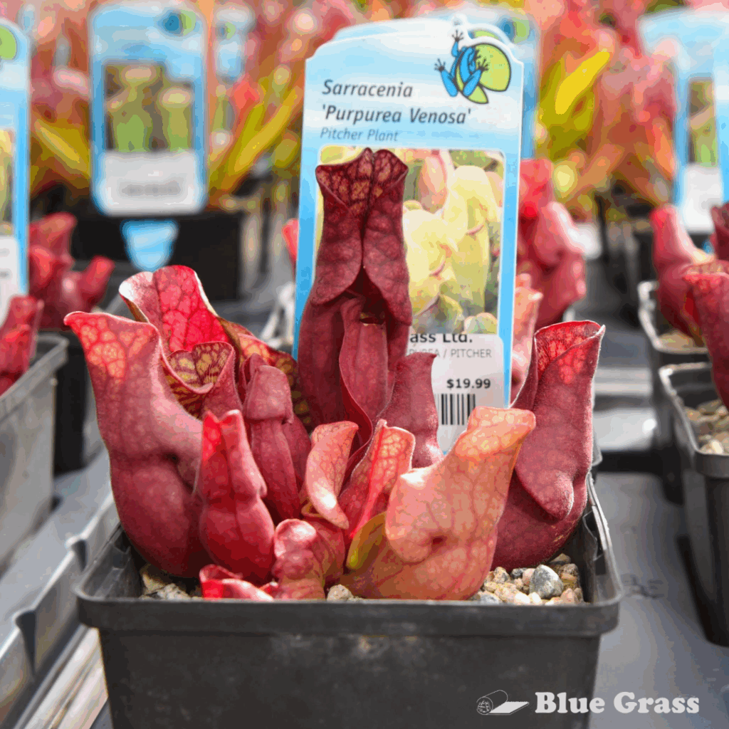Sarraceneia Purpurea – Pitcher Plant – Purpurea Venosa – 5 inch Pot ...