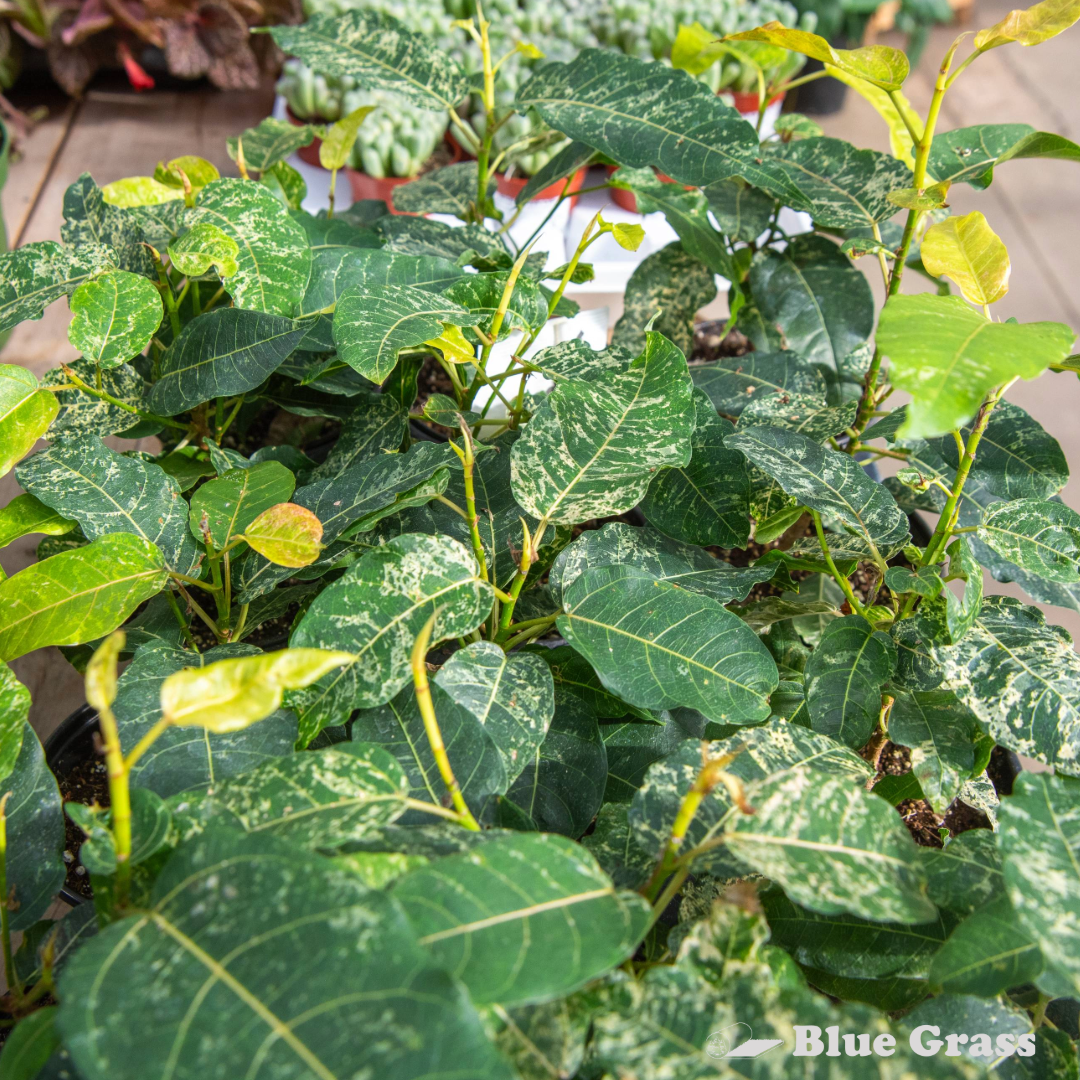 Ficus Aspera – Fig Mosaic 4 inch Pot – Blue Grass Nursery & Garden ...